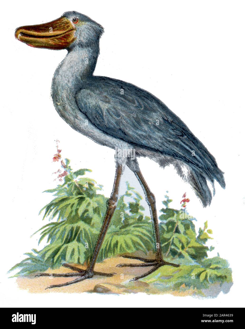 Shoebill illustration hi-res stock photography and images - Alamy