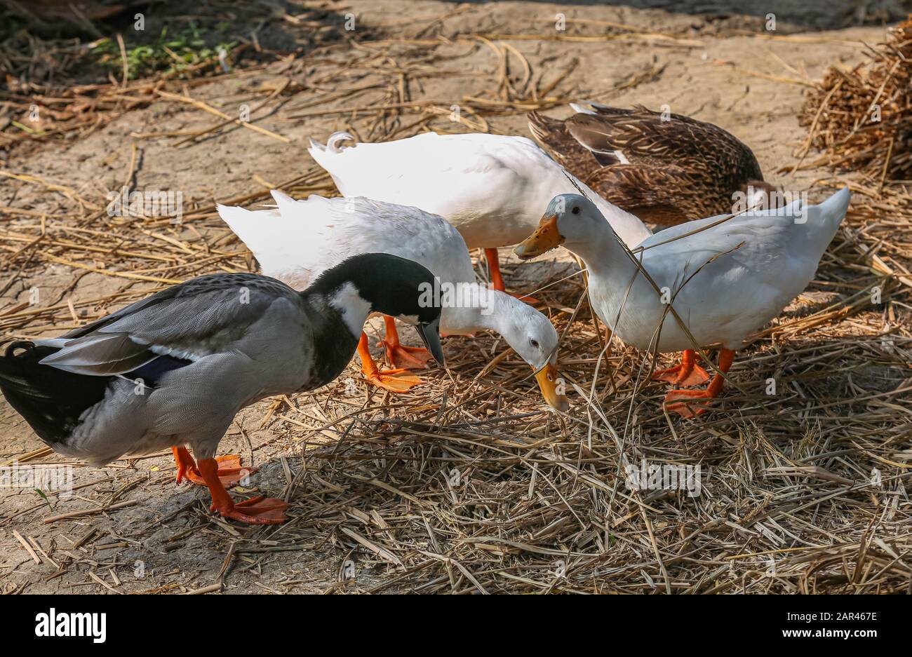 Indian ducks near a village pond eating worms from a haystack Stock ...
