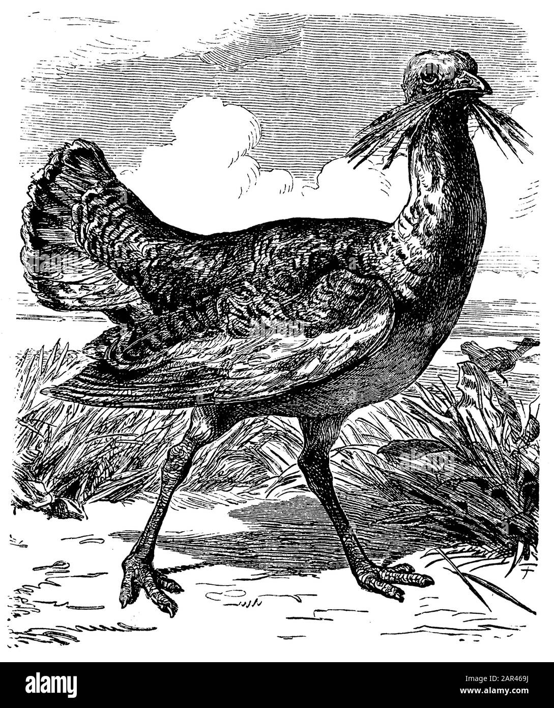 Hand drawing illustration great bustard Black and White Stock Photos ...