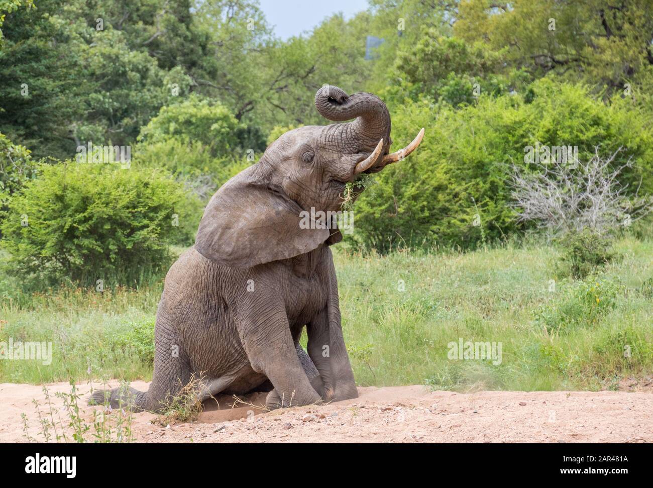 Elephant sit hi-res stock photography and images - Alamy