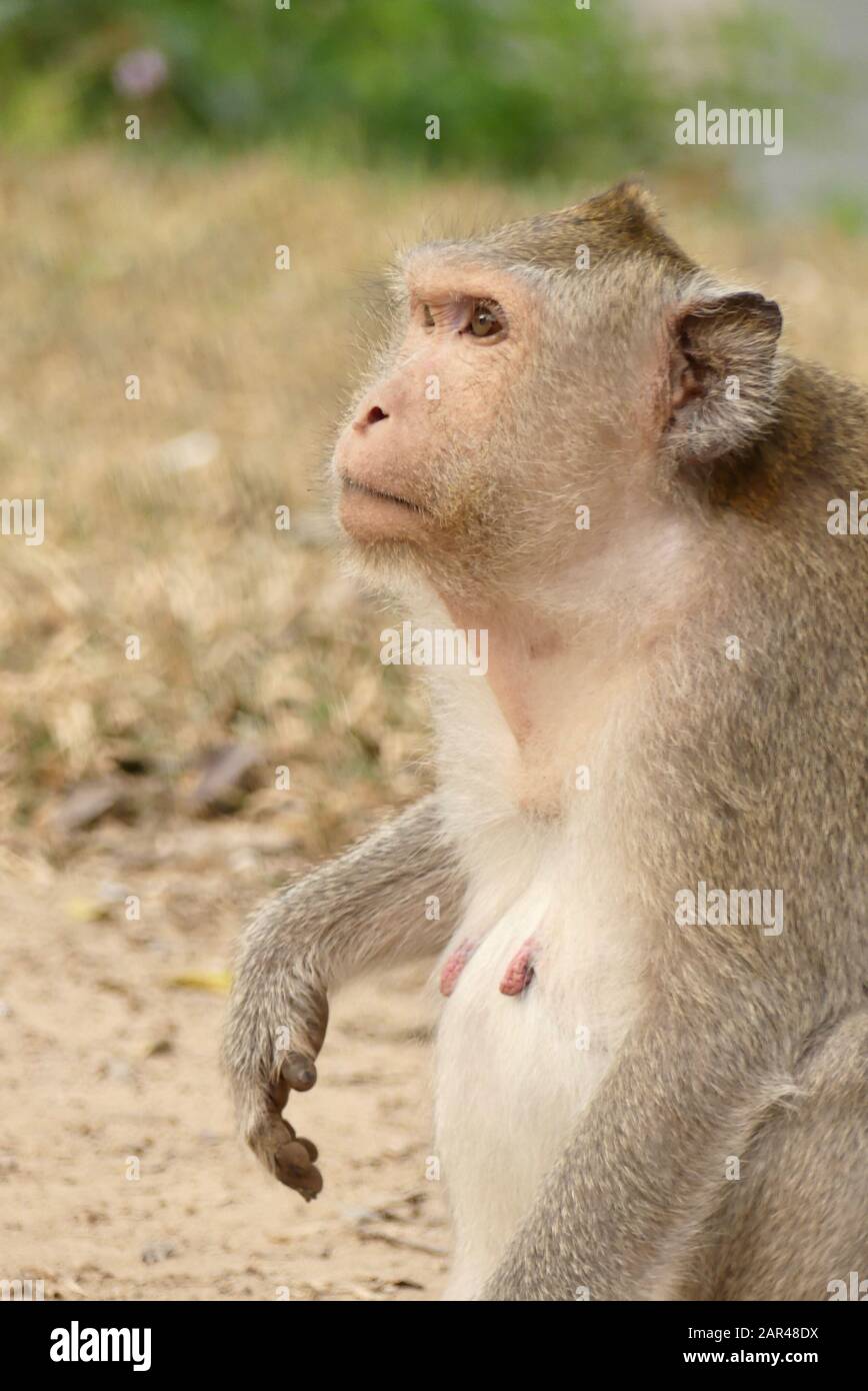 Sitting close up of a Macaque Monkey (macaca fascicularis) at Angkor Wat Temples in Cambodia ...