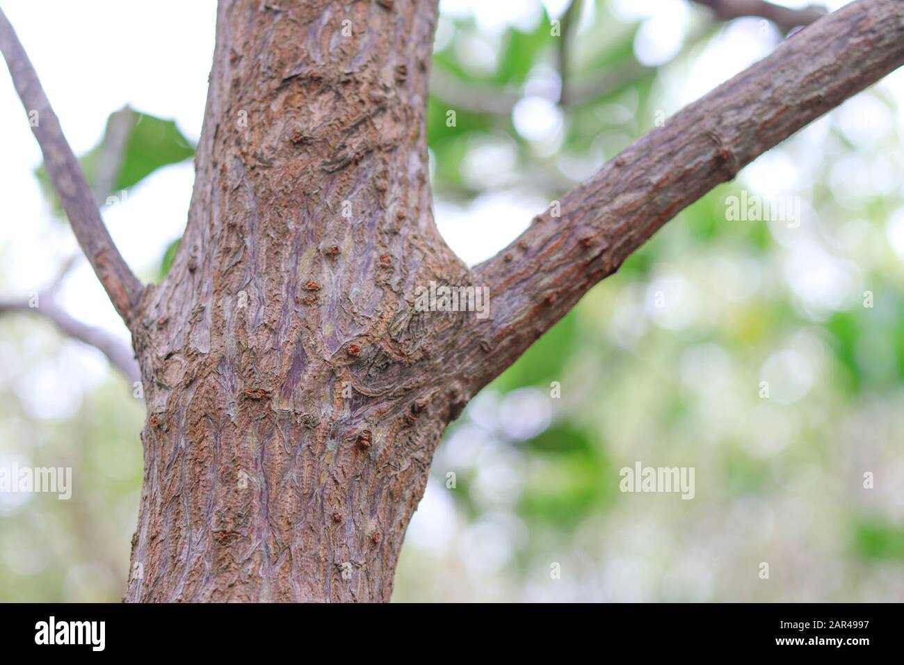 Prop root mangrove hi-res stock photography and images - Alamy