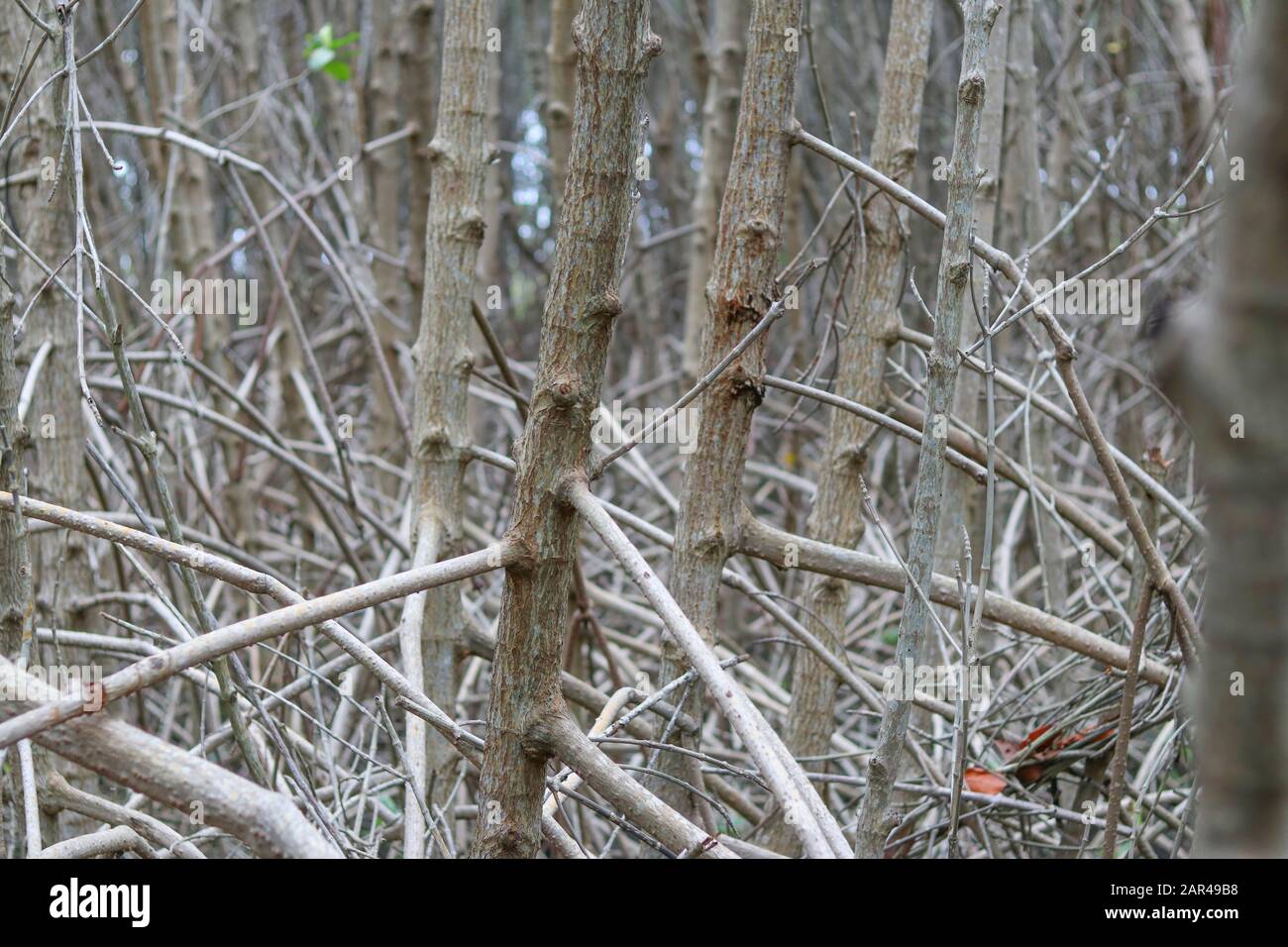 Stems and prop root of mangrove trees. Thorn root of mangrove trees ...