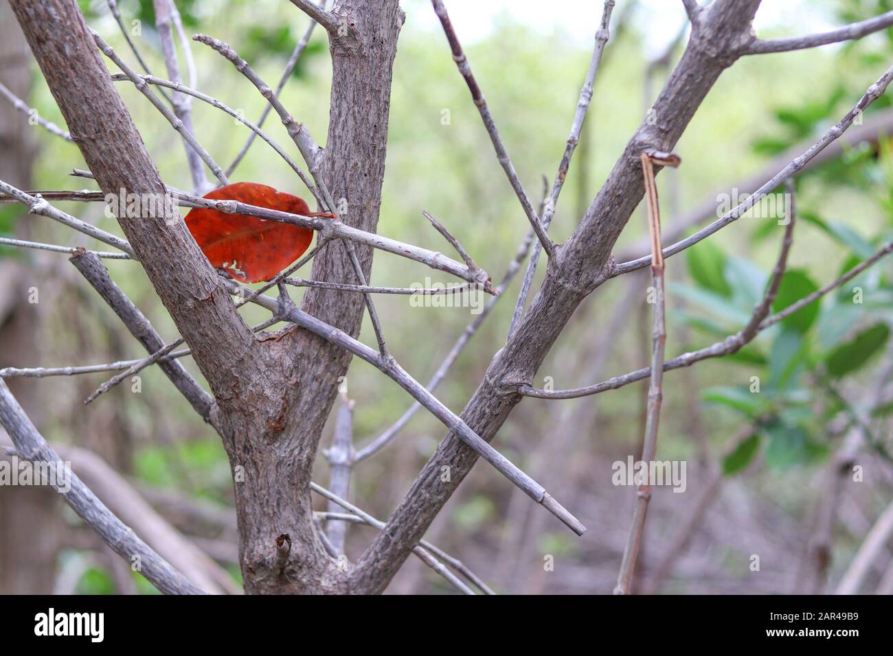 Stems and prop root of mangrove trees. Thorn root of mangrove trees ...