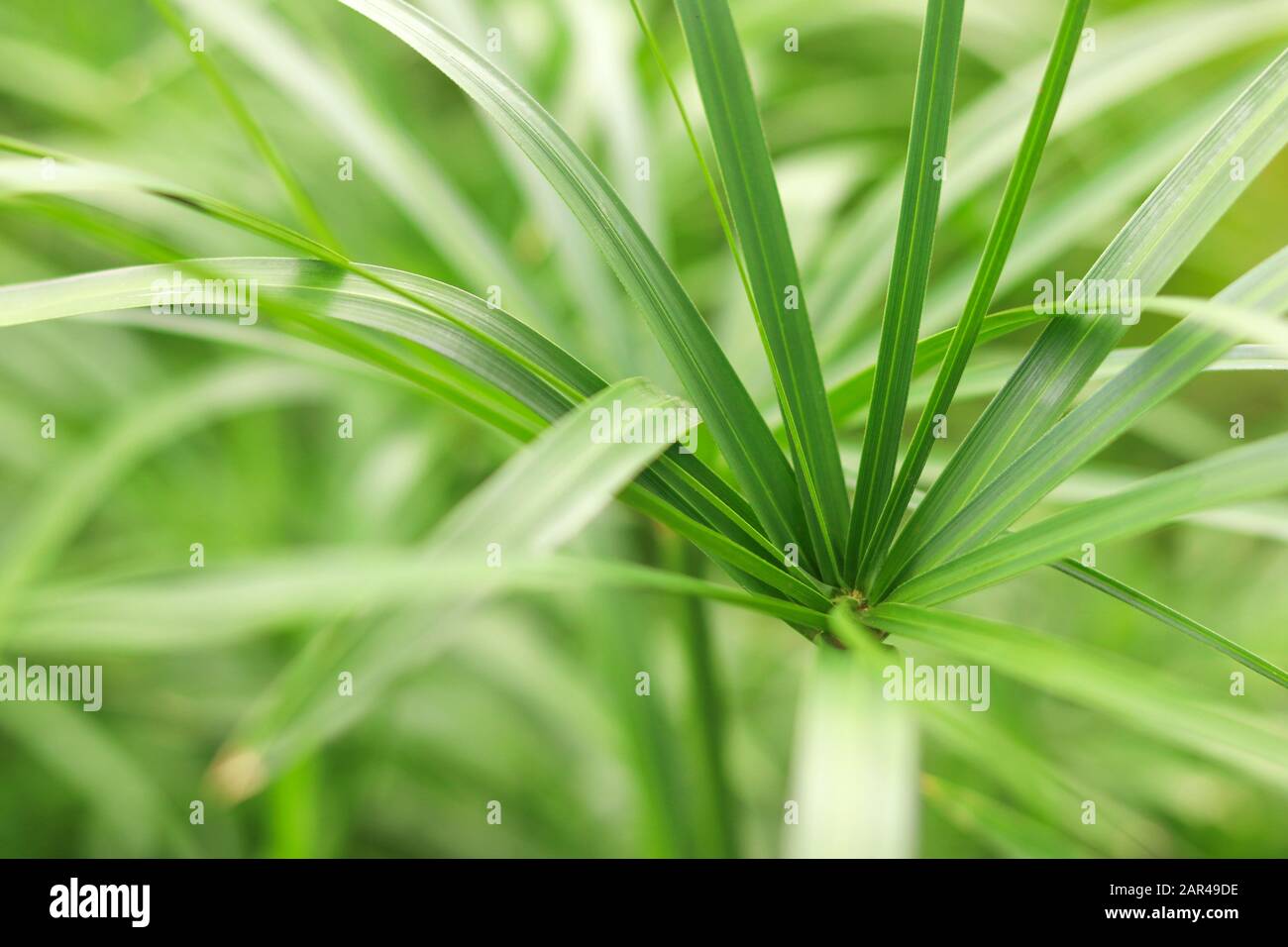 Green papyrus background. The tops and leaves of papyrus Stock Photo ...