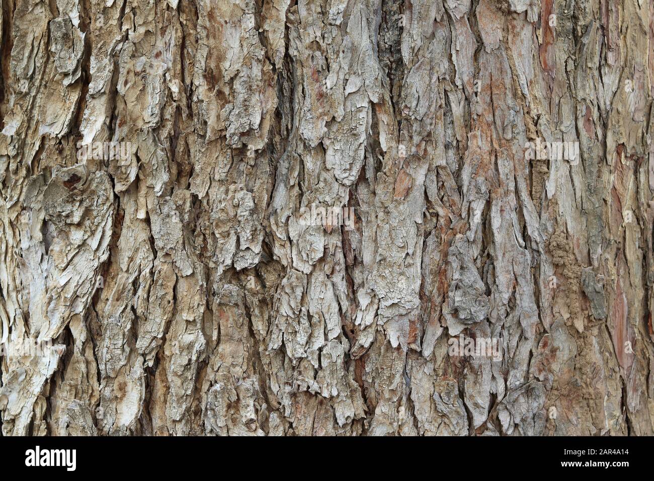 Tree bark pattern background. The bark of a large tree Stock Photo - Alamy