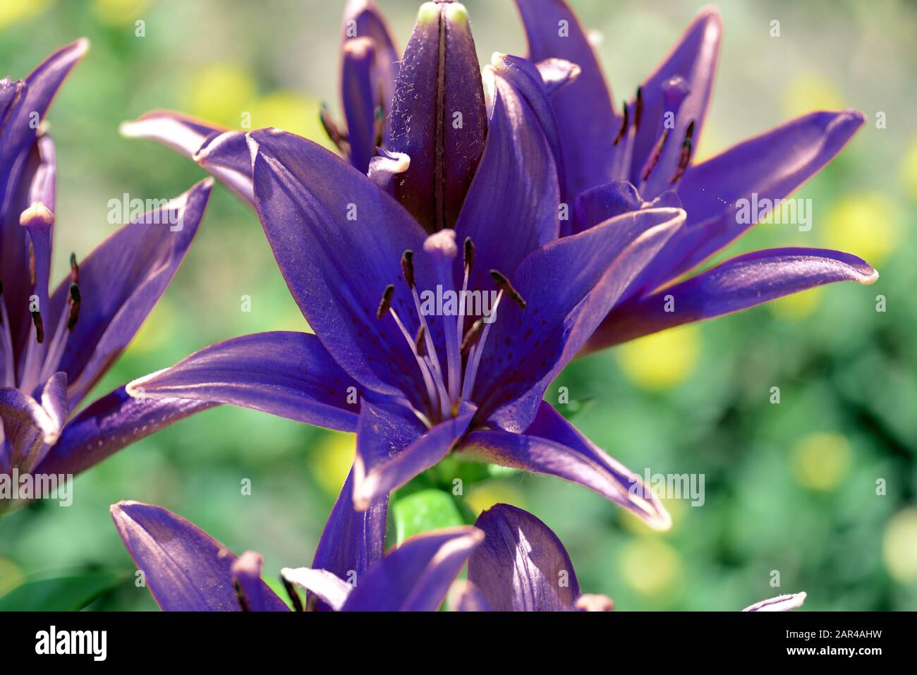 Unusual blue lily flowers in the summer garden closeup Stock Photo - Alamy