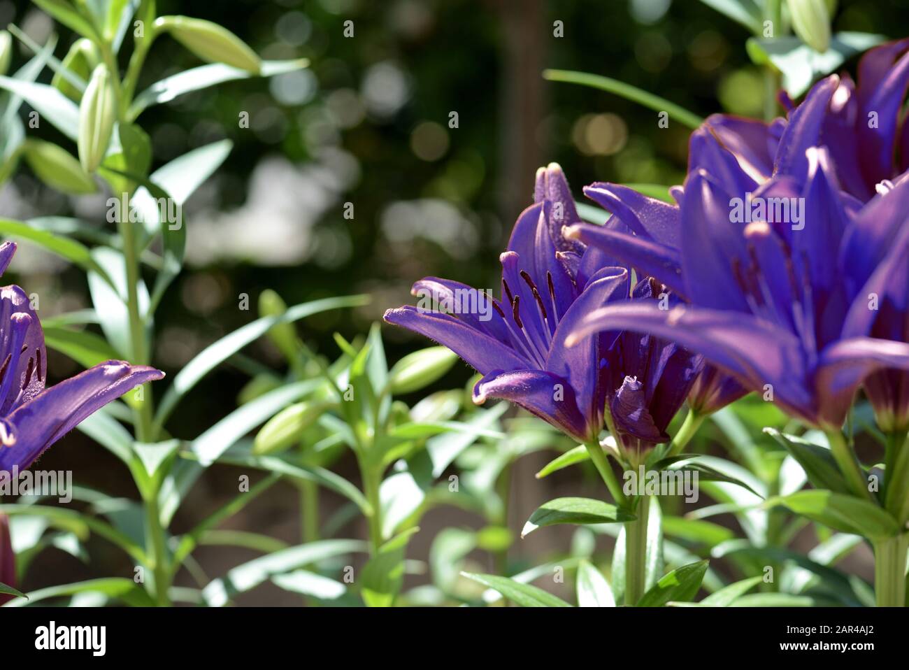 Unusual blue lily flowers in the summer garden closeup Stock Photo - Alamy