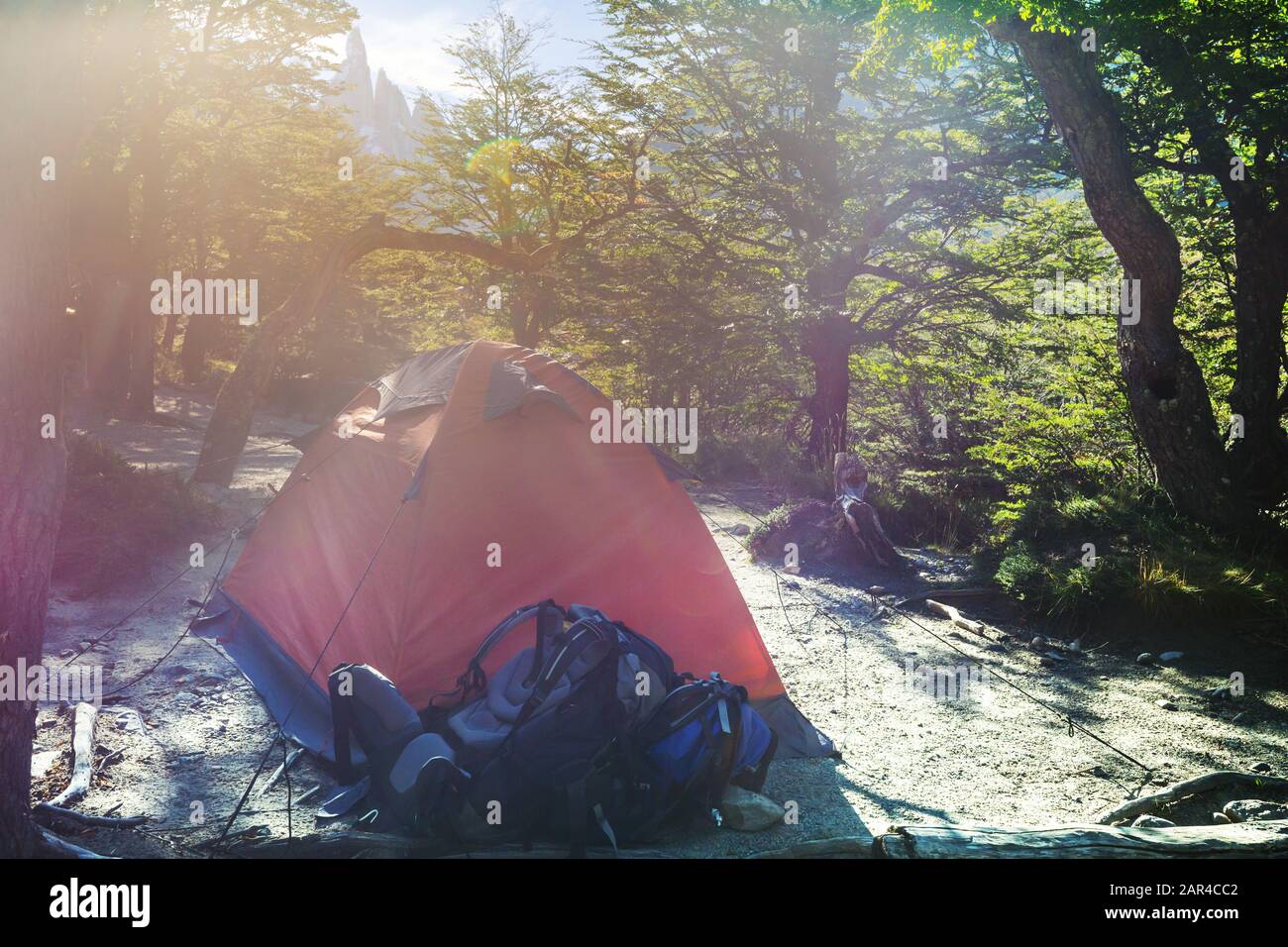 Modern tourist tent hanging between trees in green forest Stock Photo ...