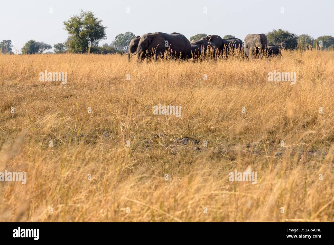 Elephant herd in the early morning Stock Photo - Alamy
