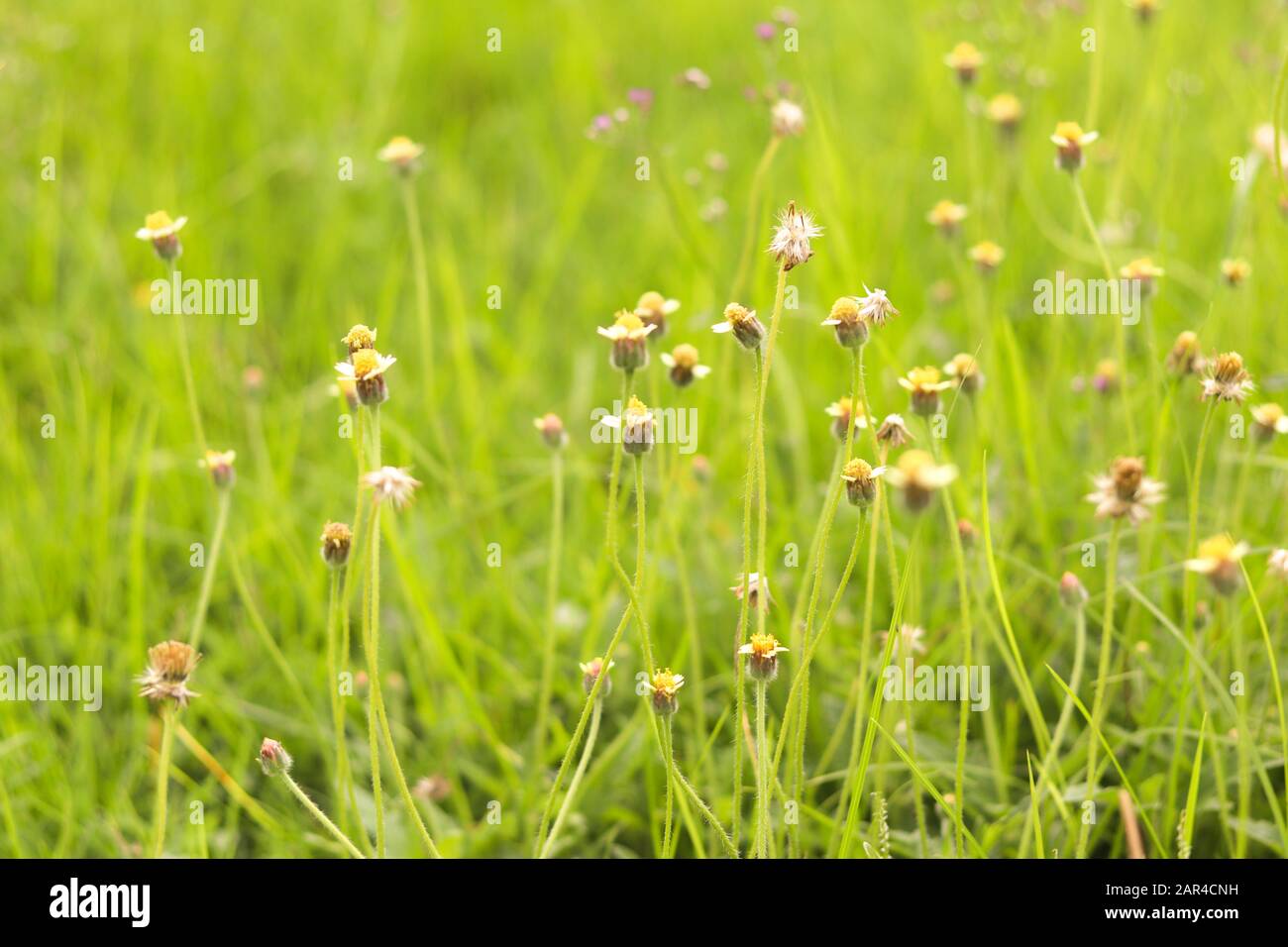 Coat buttons flower hi-res stock photography and images - Alamy