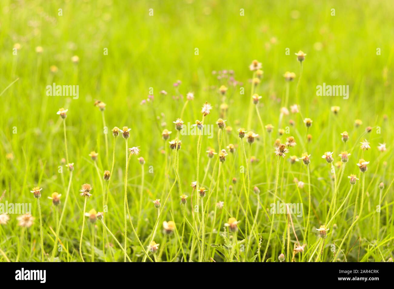 Coat buttons flower hi-res stock photography and images - Alamy