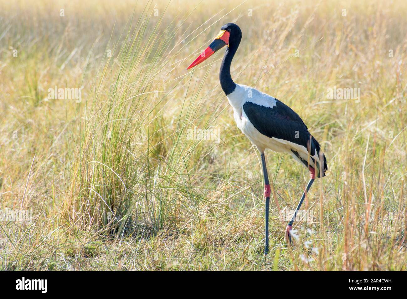Portrait of a Saddle Billed Stork Stock Photo - Alamy