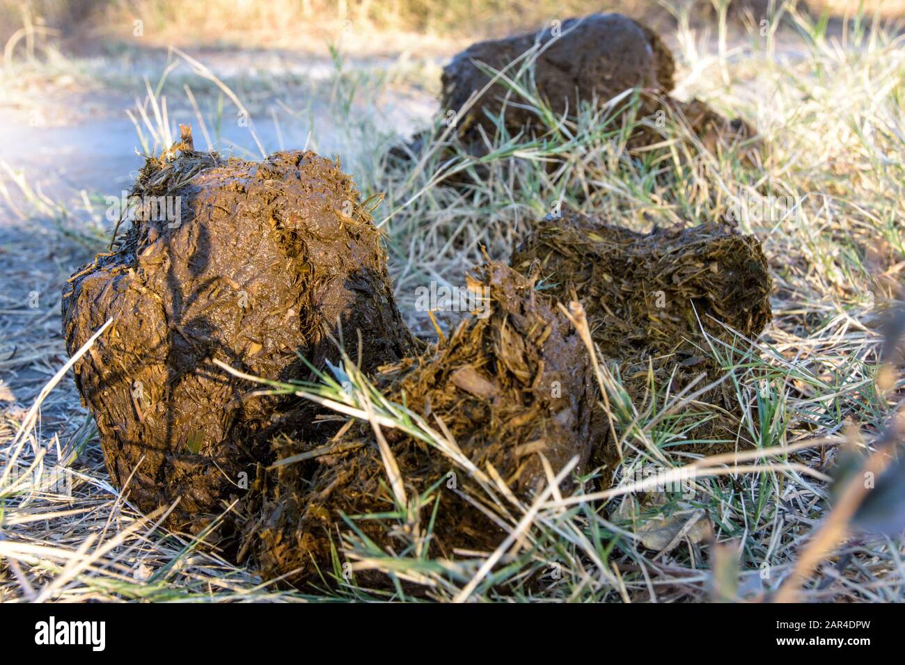 Fresh elephant dung hi-res stock photography and images - Alamy