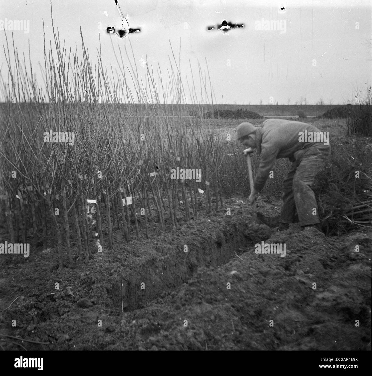 Wieringermeerpolder Date: December 8, 1945 Location: Noord-Holland ...