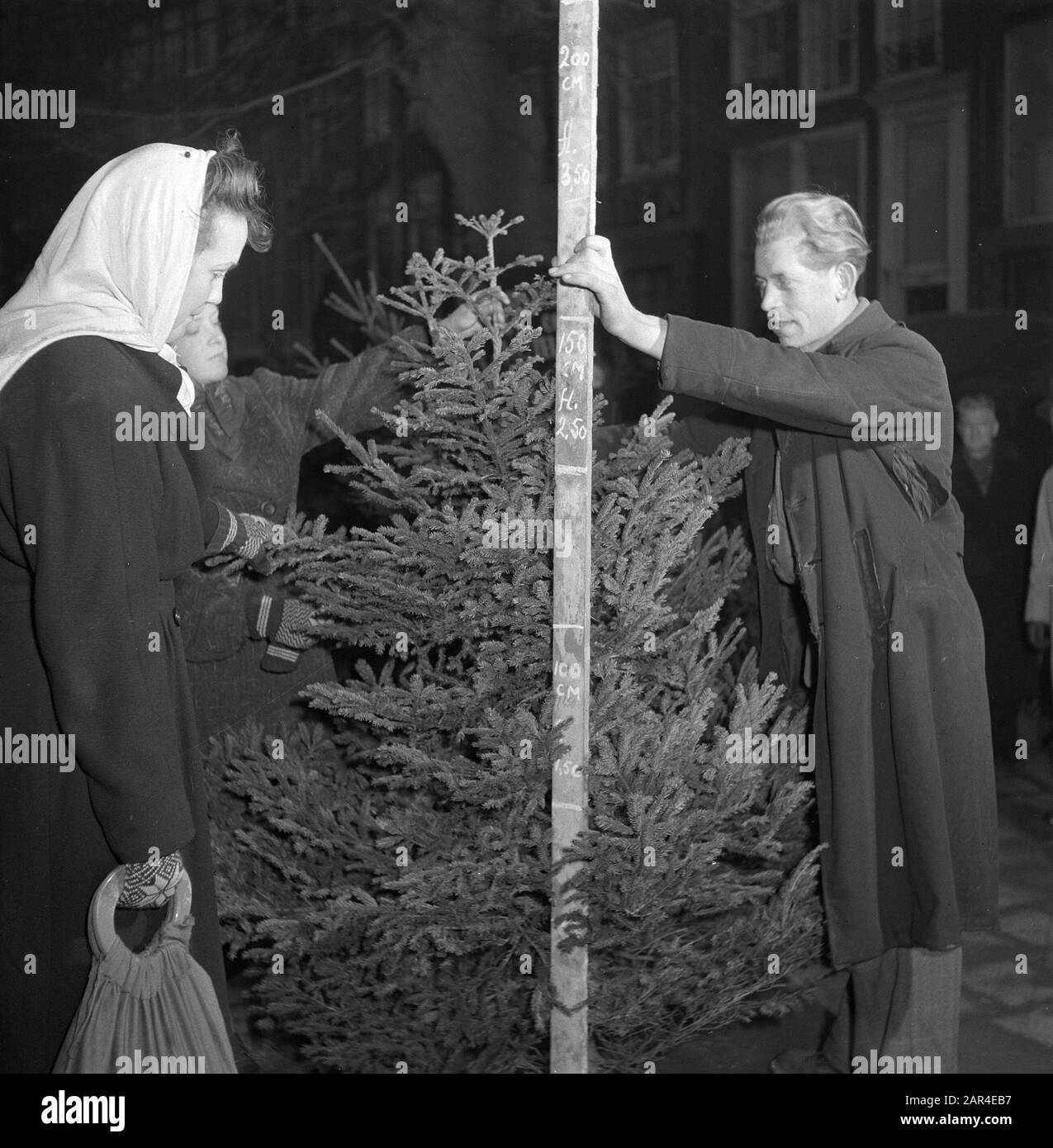 Measured tree Black and White Stock Photos & Images - Alamy