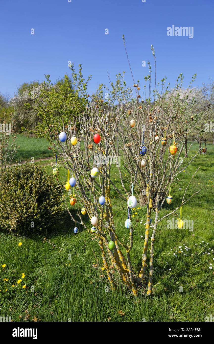 Easter decoration on a tree in Baden-Württemberg, Germany Stock Photo ...