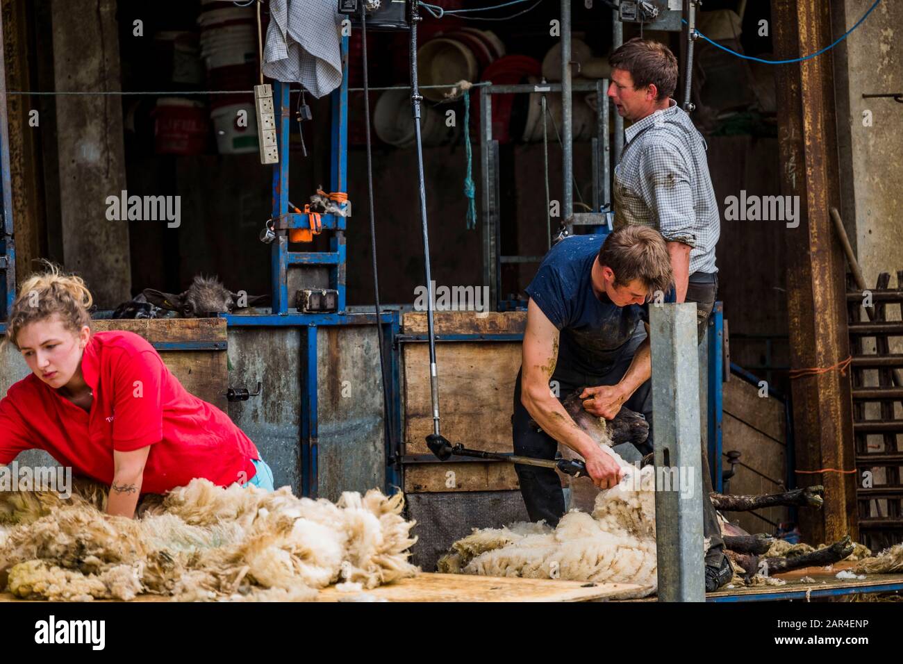 Sharp shearing hi-res stock photography and images - Alamy