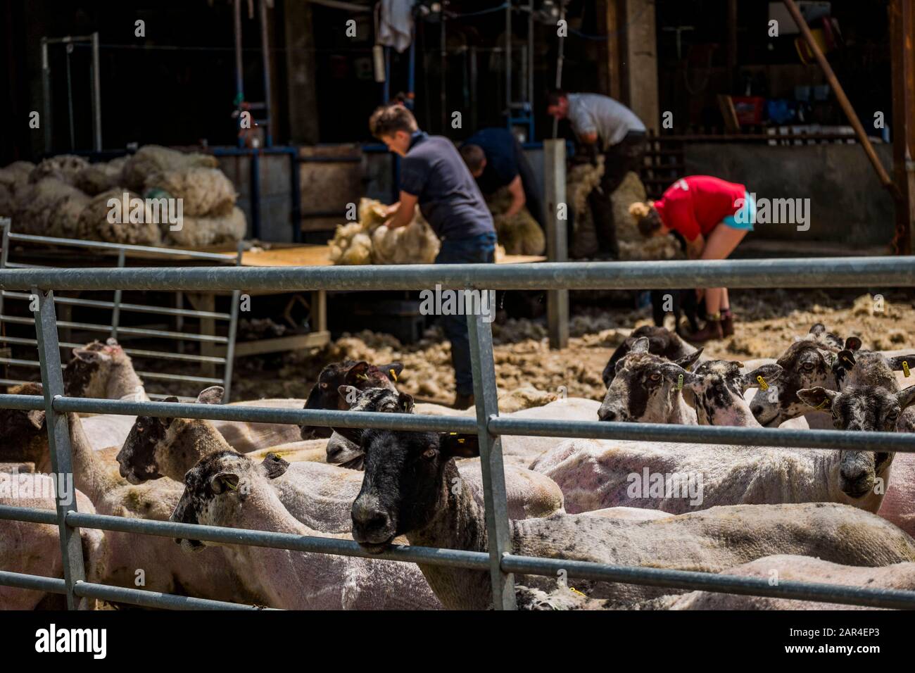 Shearing claw hi-res stock photography and images - Alamy