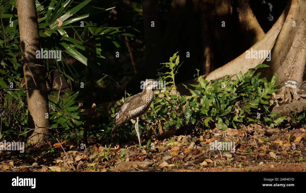 Terrestrial foragers hi-res stock photography and images - Alamy