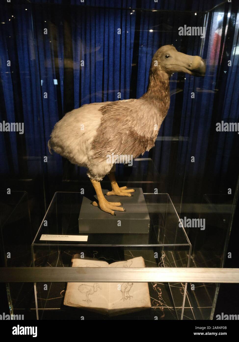 Reconstruction of a dodo on display at the VOC-expo at the Nationaal ...