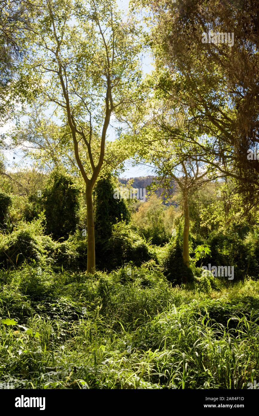 Waterberg Plateau National Park, Namibia Stock Photo - Alamy