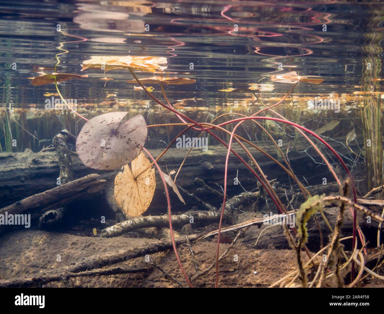 Plants withering hi-res stock photography and images - Alamy