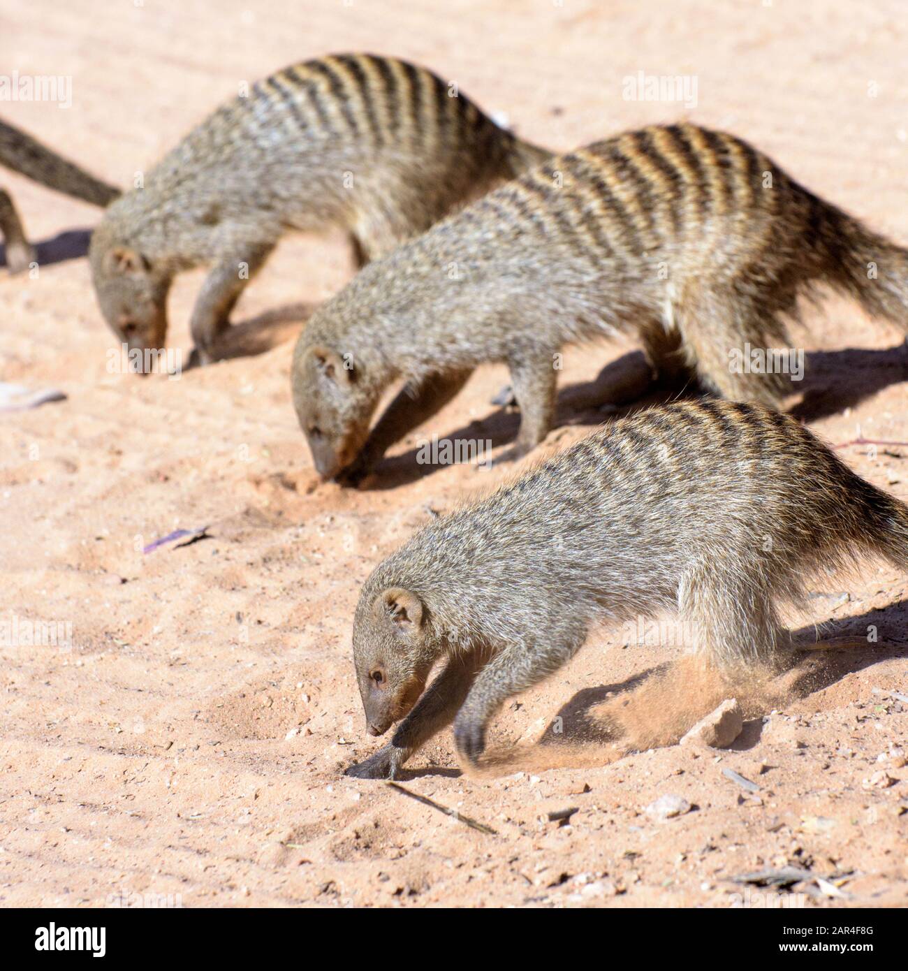 Banded mongoose foraging hi-res stock photography and images - Alamy
