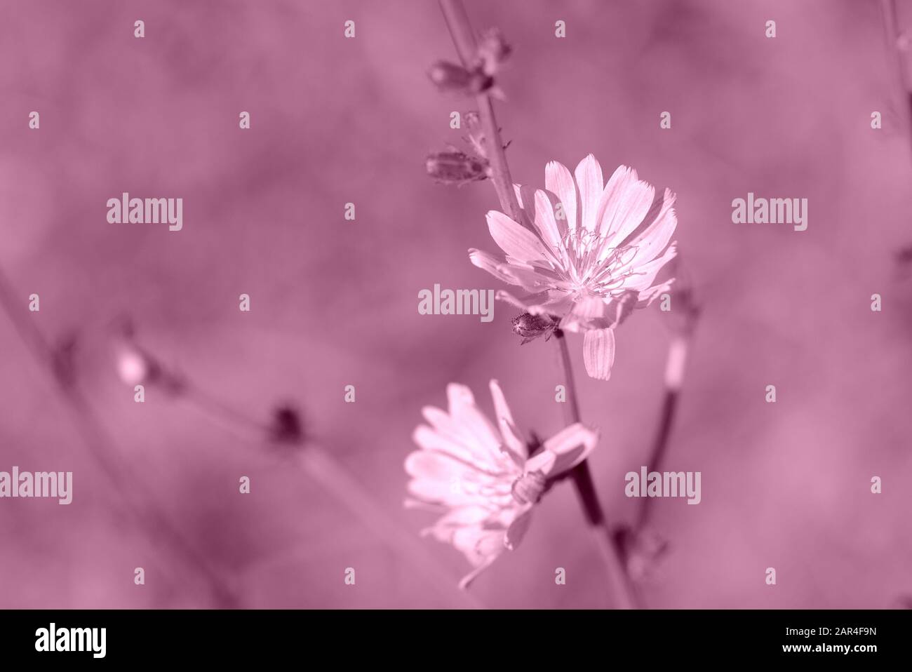 Tender chicory flowers on the summer glade lit by bright sun close up ...