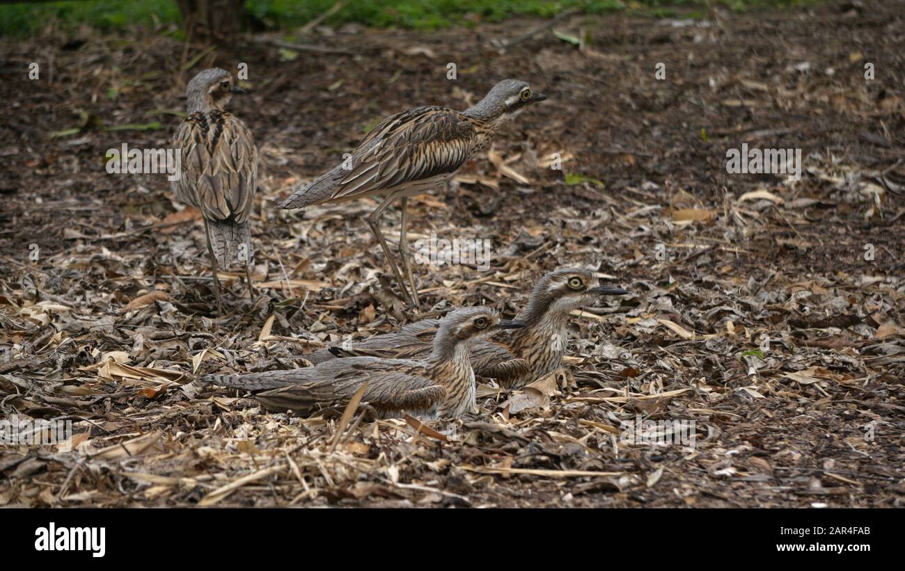 Scrub dwelling birds hi-res stock photography and images - Alamy