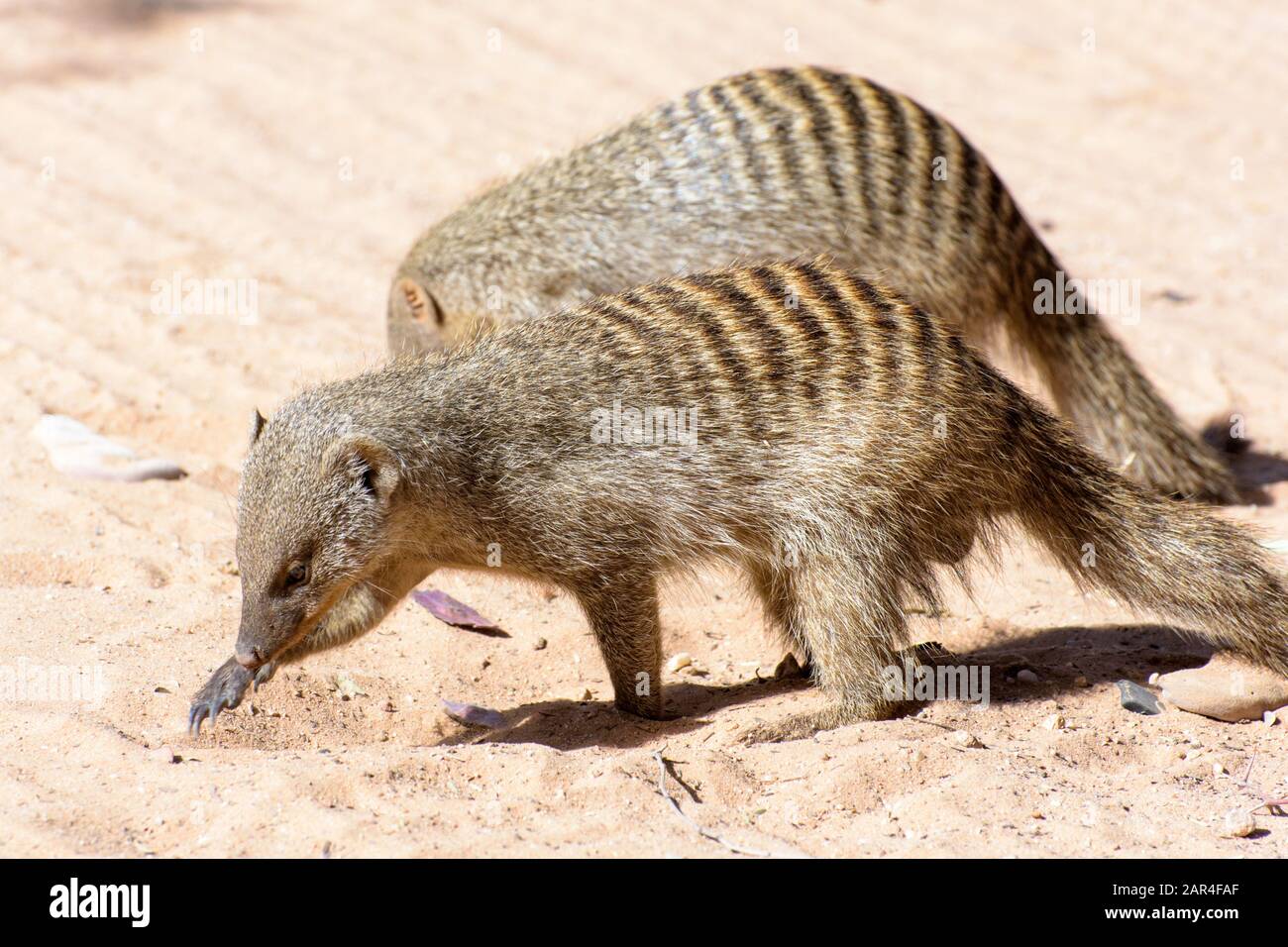 Banded mongoose foraging hi-res stock photography and images - Alamy