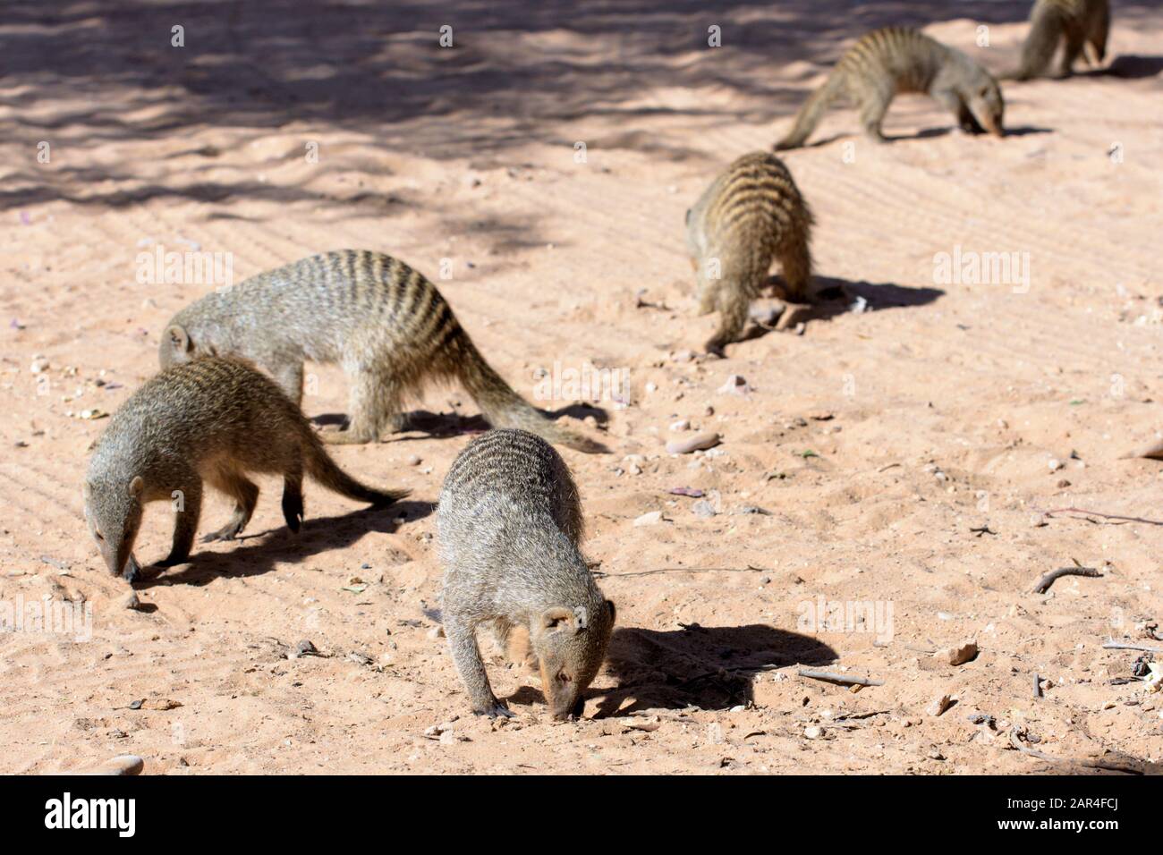 Muishond hi-res stock photography and images - Alamy