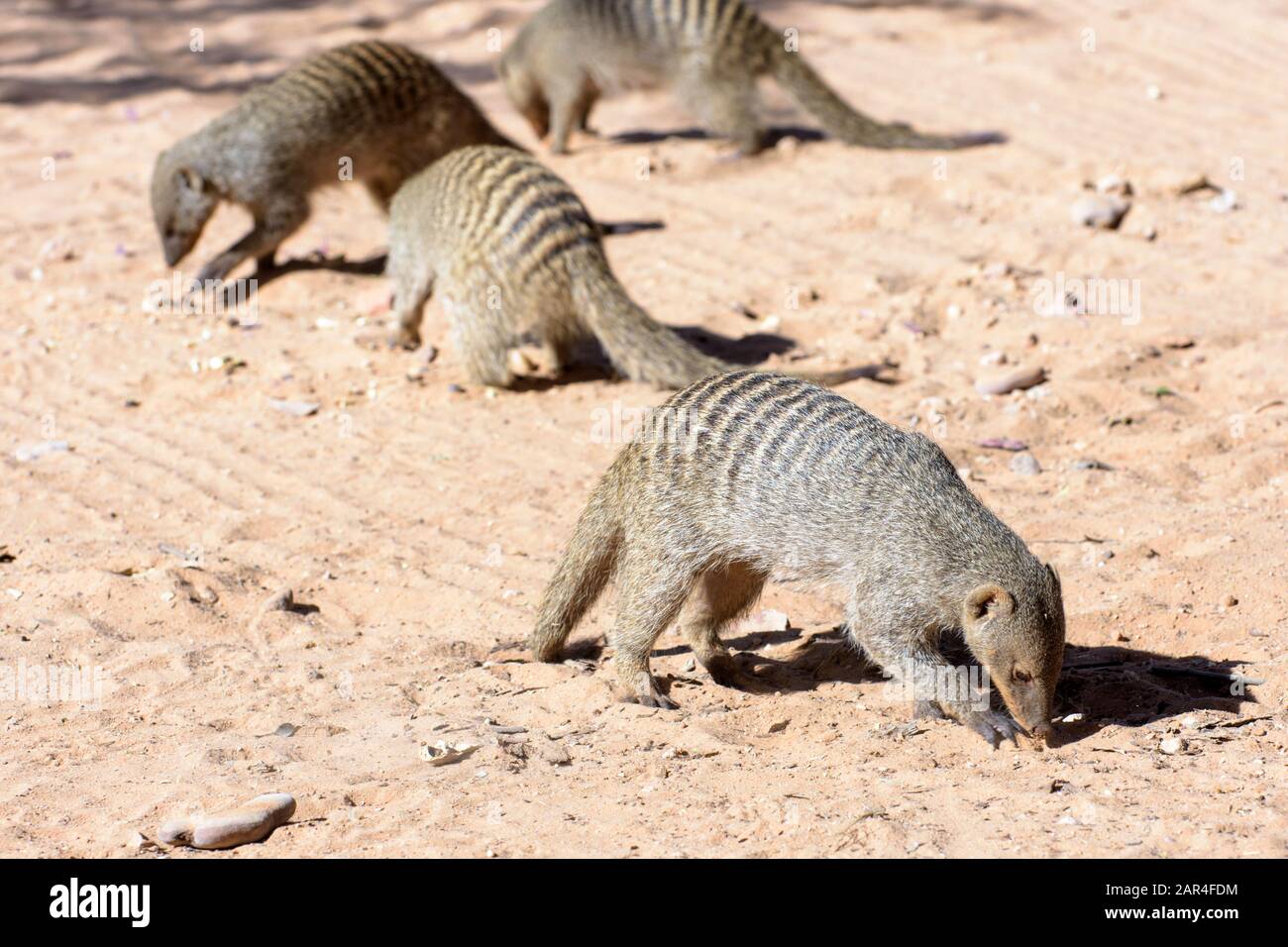 Muishond High Resolution Stock Photography and Images - Alamy