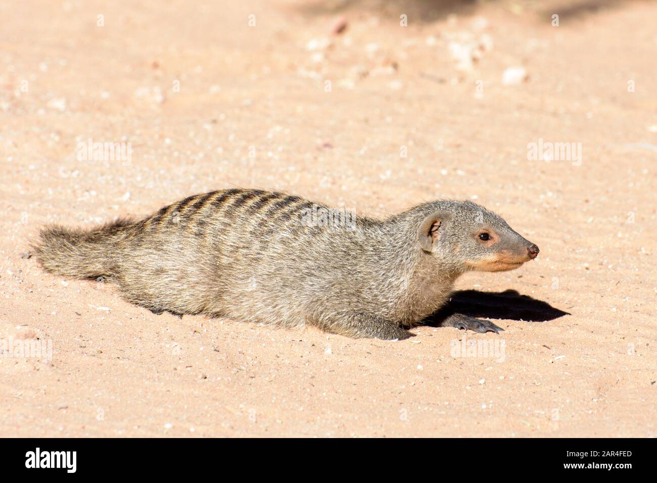 Muishond hi-res stock photography and images - Alamy