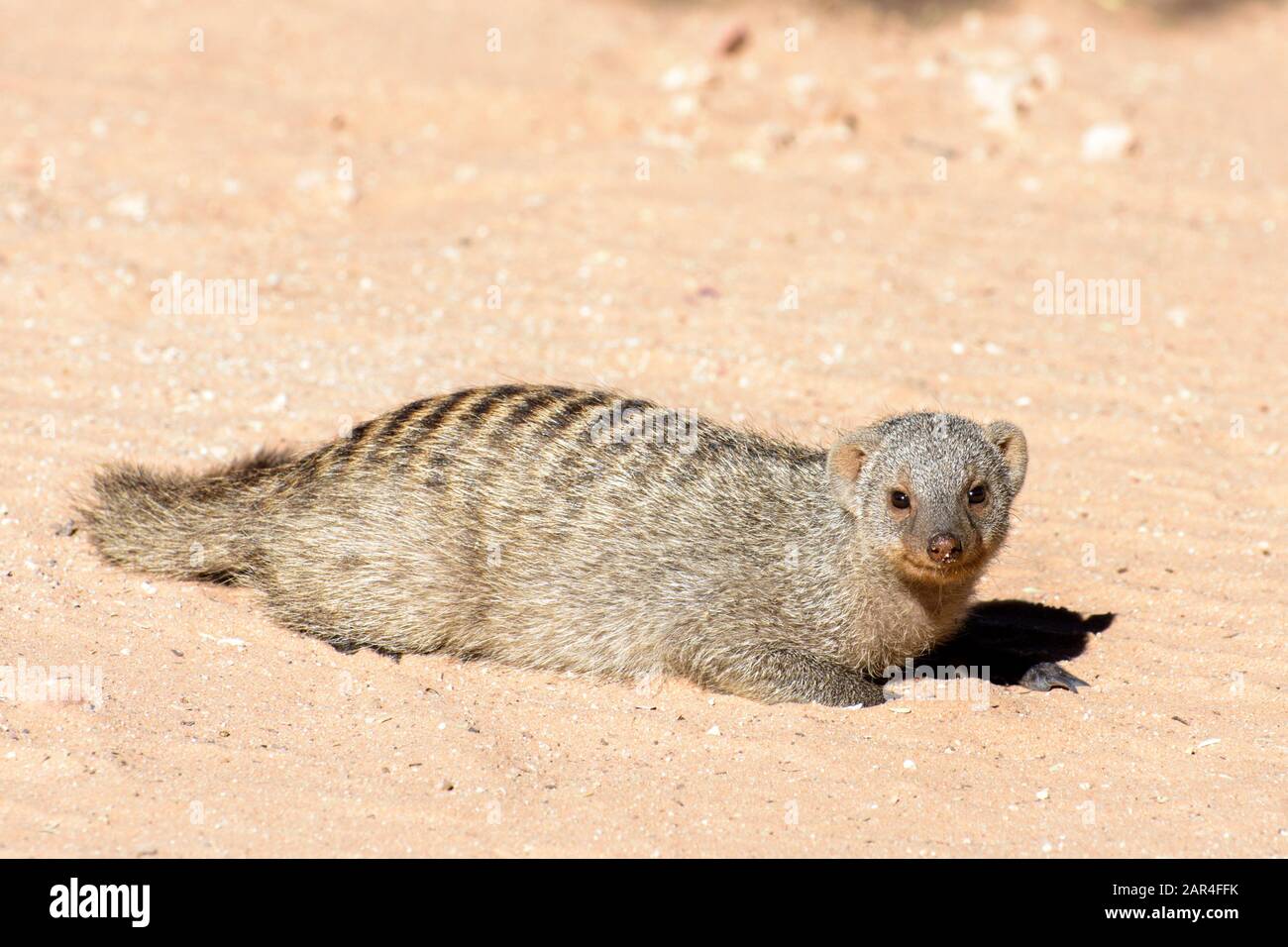 Muishond High Resolution Stock Photography and Images - Alamy