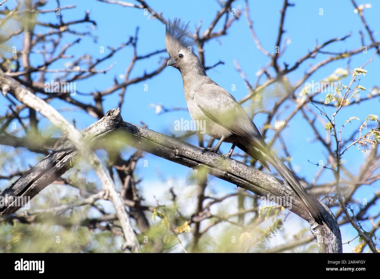 Grey loerie hi-res stock photography and images - Alamy
