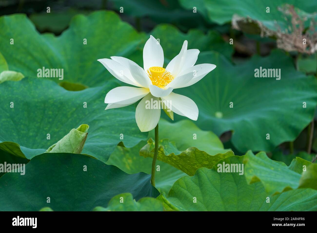 White lotus green flower hi-res stock photography and images - Alamy