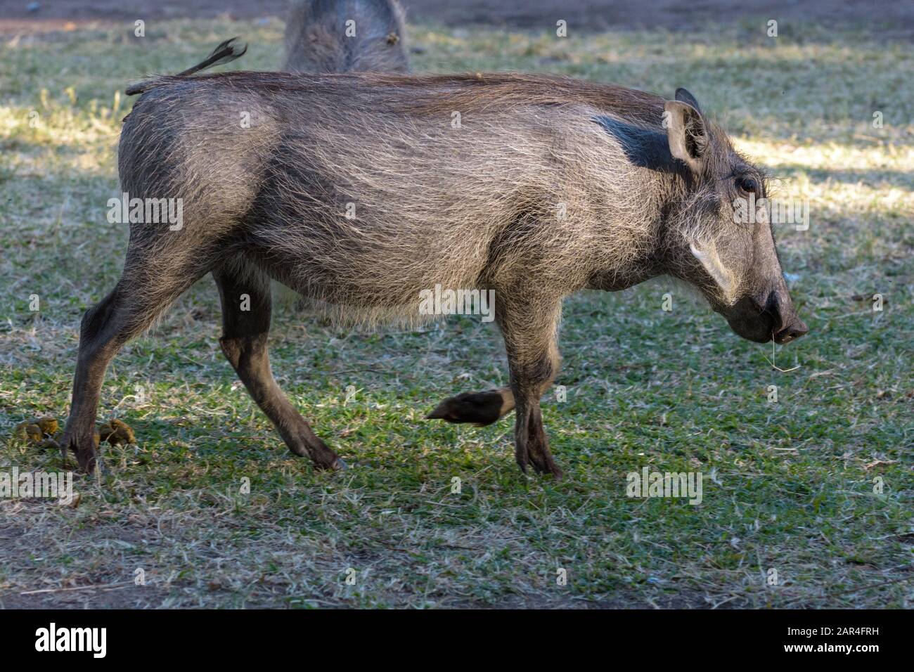 Warthog walking in the campsite at Waterberg Plateau National Park ...