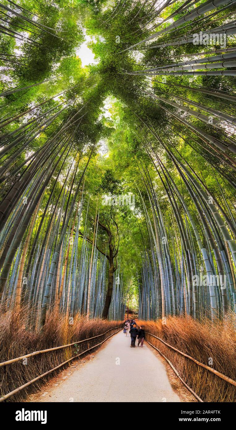 Bamboo grove foot path in Kyoto city between tall fresh evergreen ...
