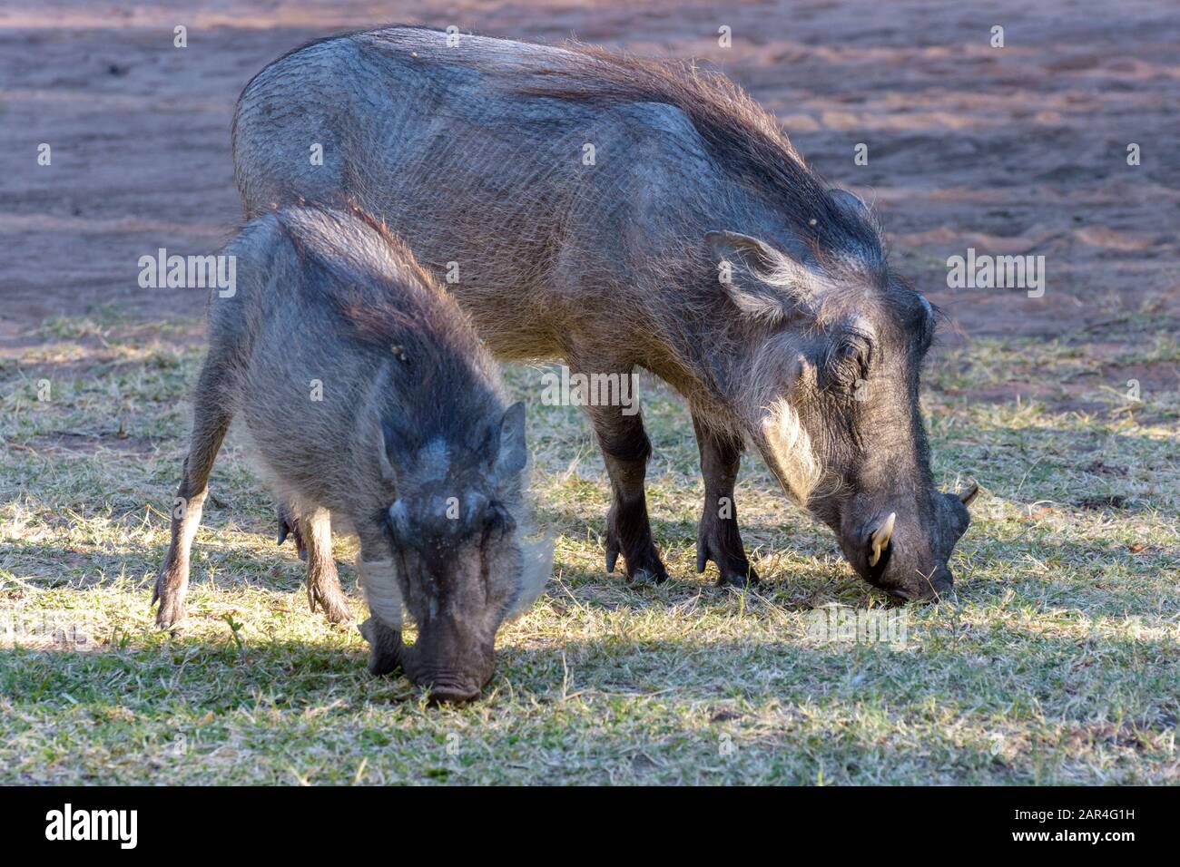 Warthogs grazing in the campsite at Waterberg Plateau National Park ...