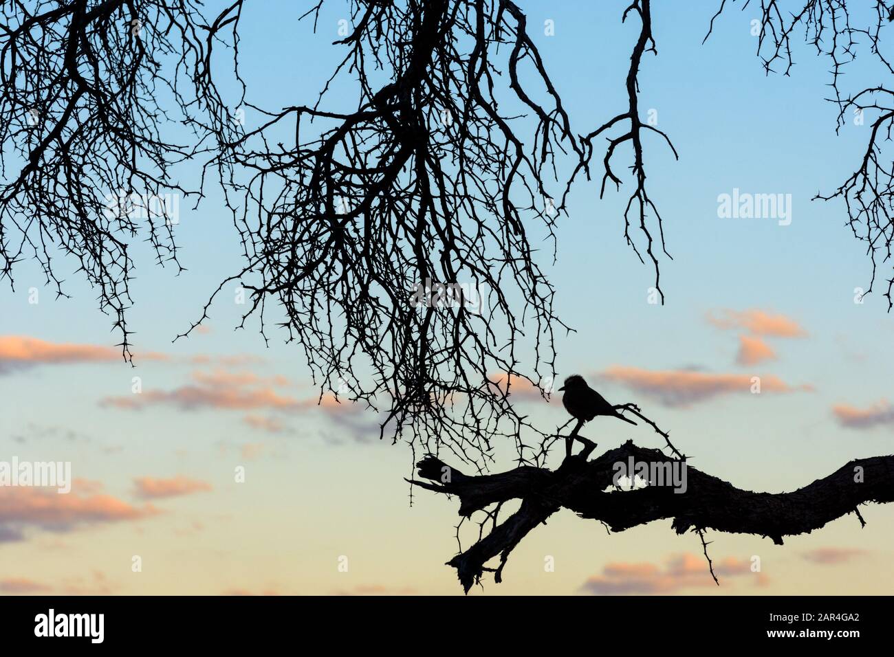Small bird in tree silhouetted against sunset sky Stock Photo - Alamy