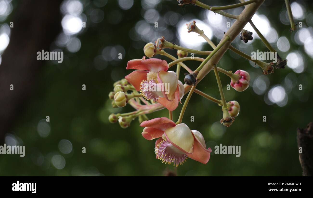 Lecythidaceae hi-res stock photography and images - Alamy