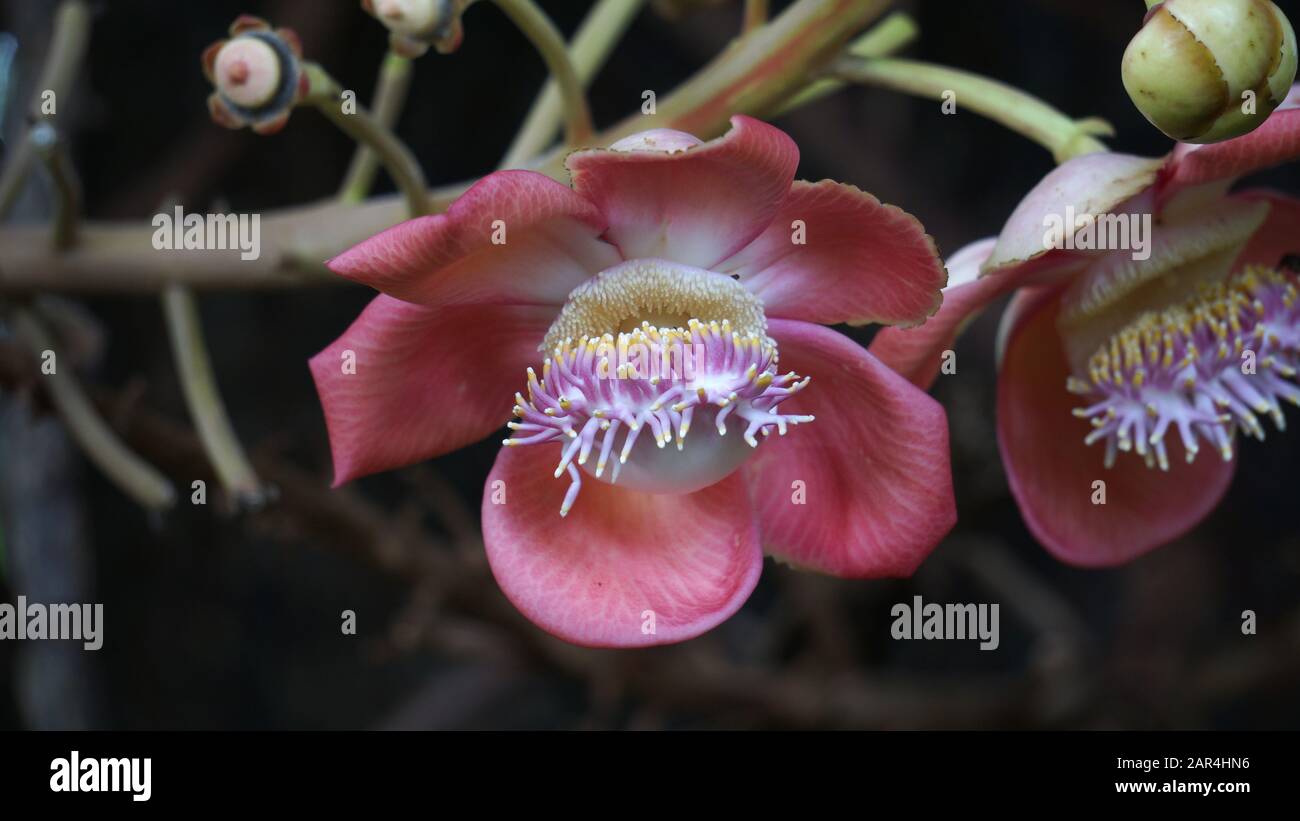 Flowering Cannonball tree (Couroupita guianensis Lecythidaceae Stock ...