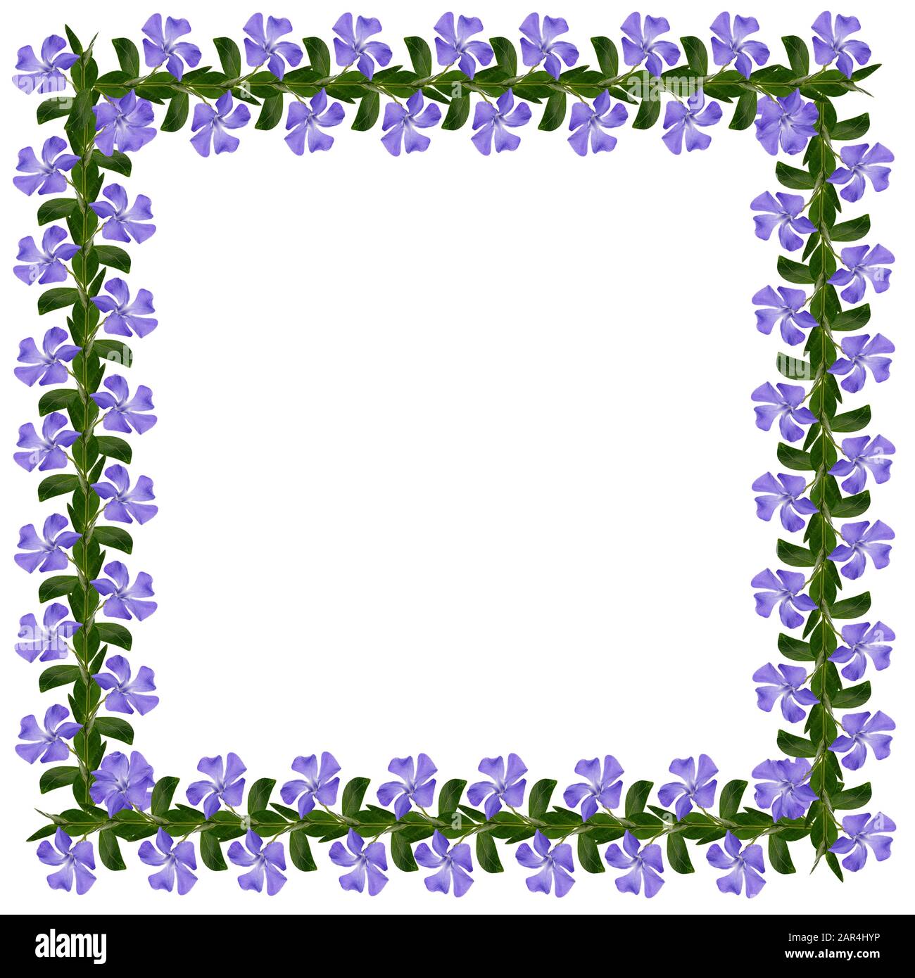 Periwinkle flowers square on white background Stock Photo - Alamy
