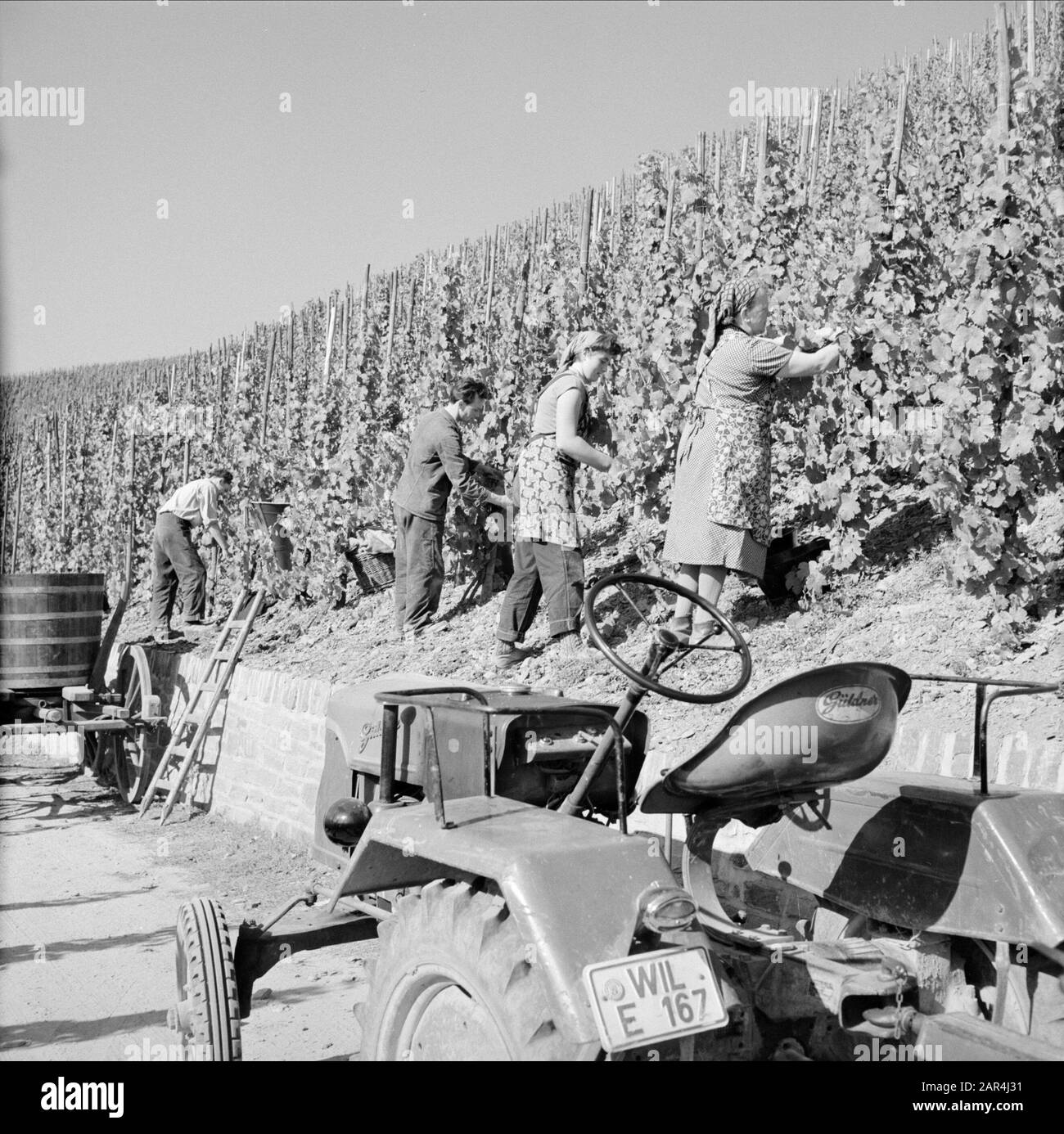Grape pickers germany hi-res stock photography and images - Alamy