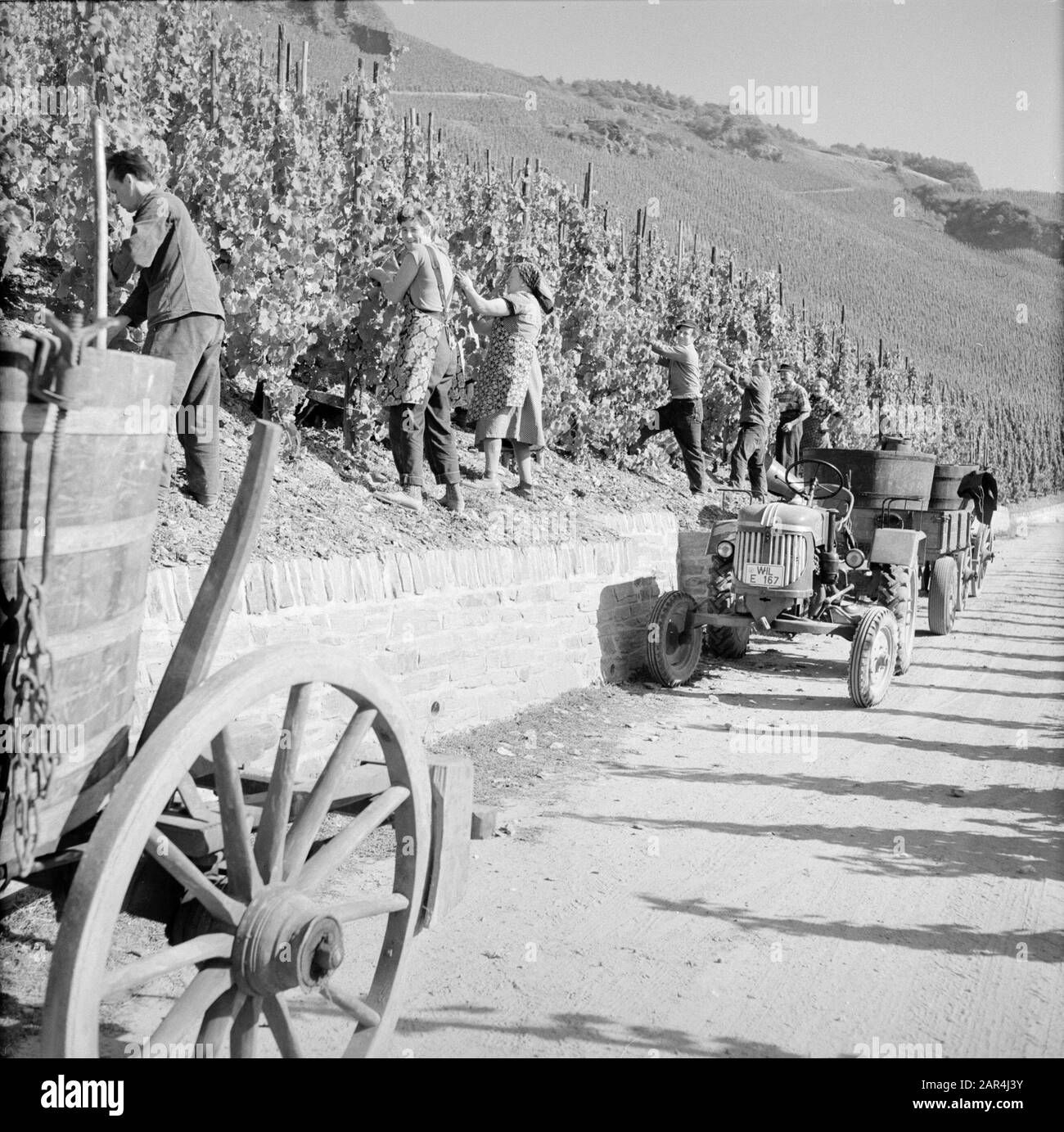 Grape pickers germany hi-res stock photography and images - Alamy