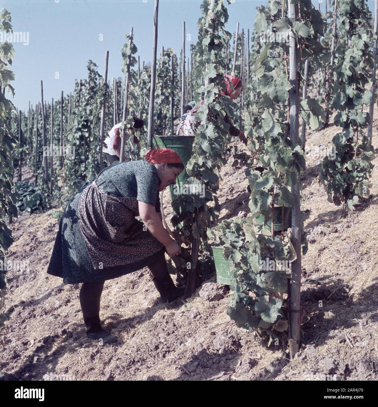 Grape pickers germany hi-res stock photography and images - Alamy