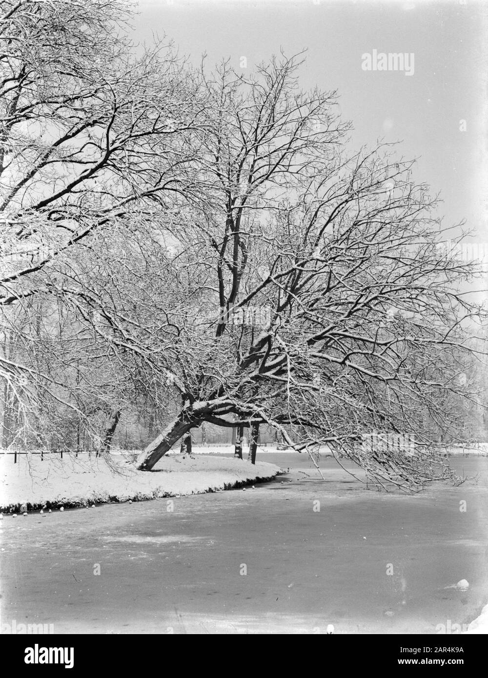 Winter trees tree over Black and White Stock Photos & Images - Alamy