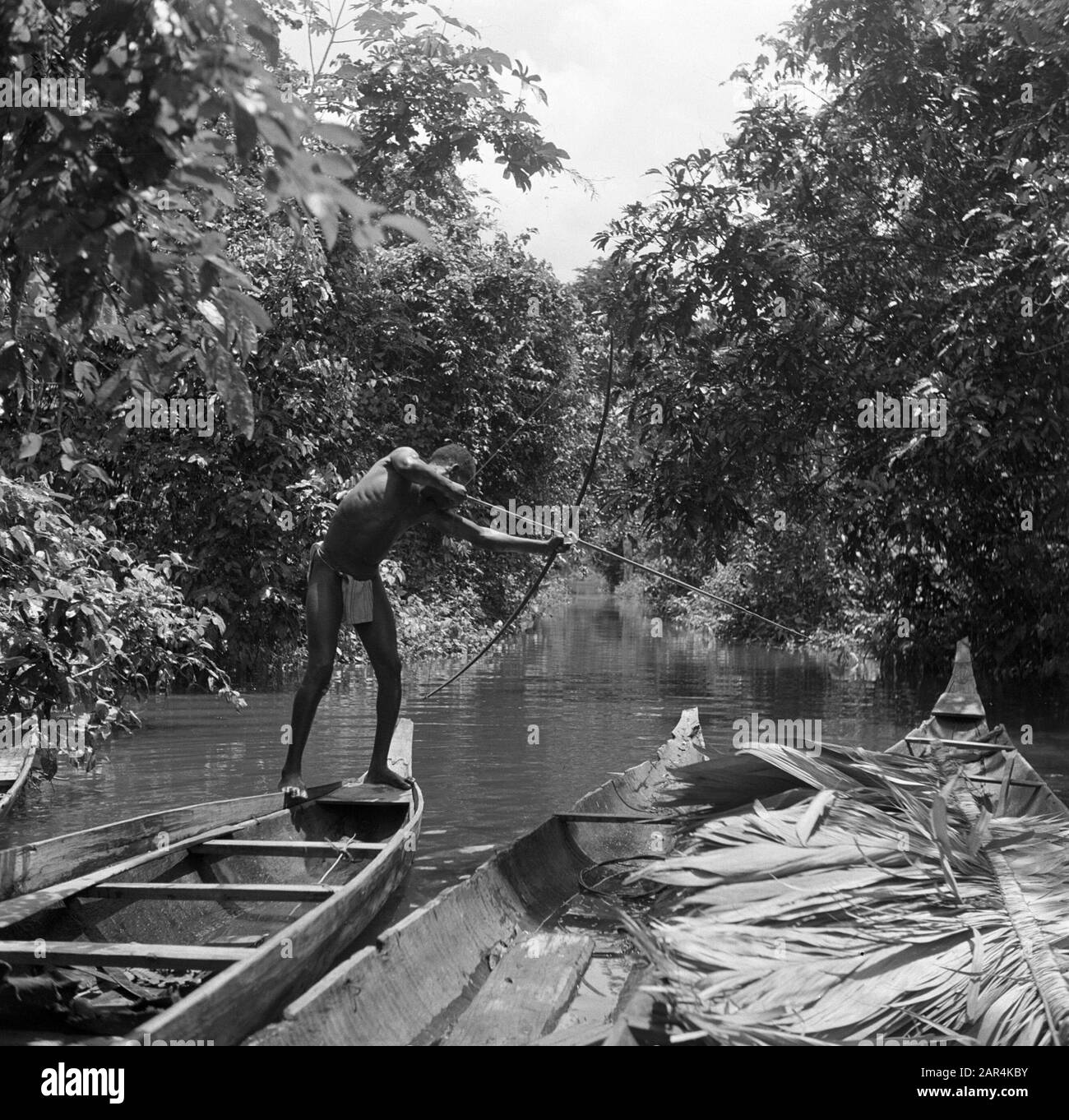 Travel to Suriname and the Netherlands Antilles A forest creole shoots ...