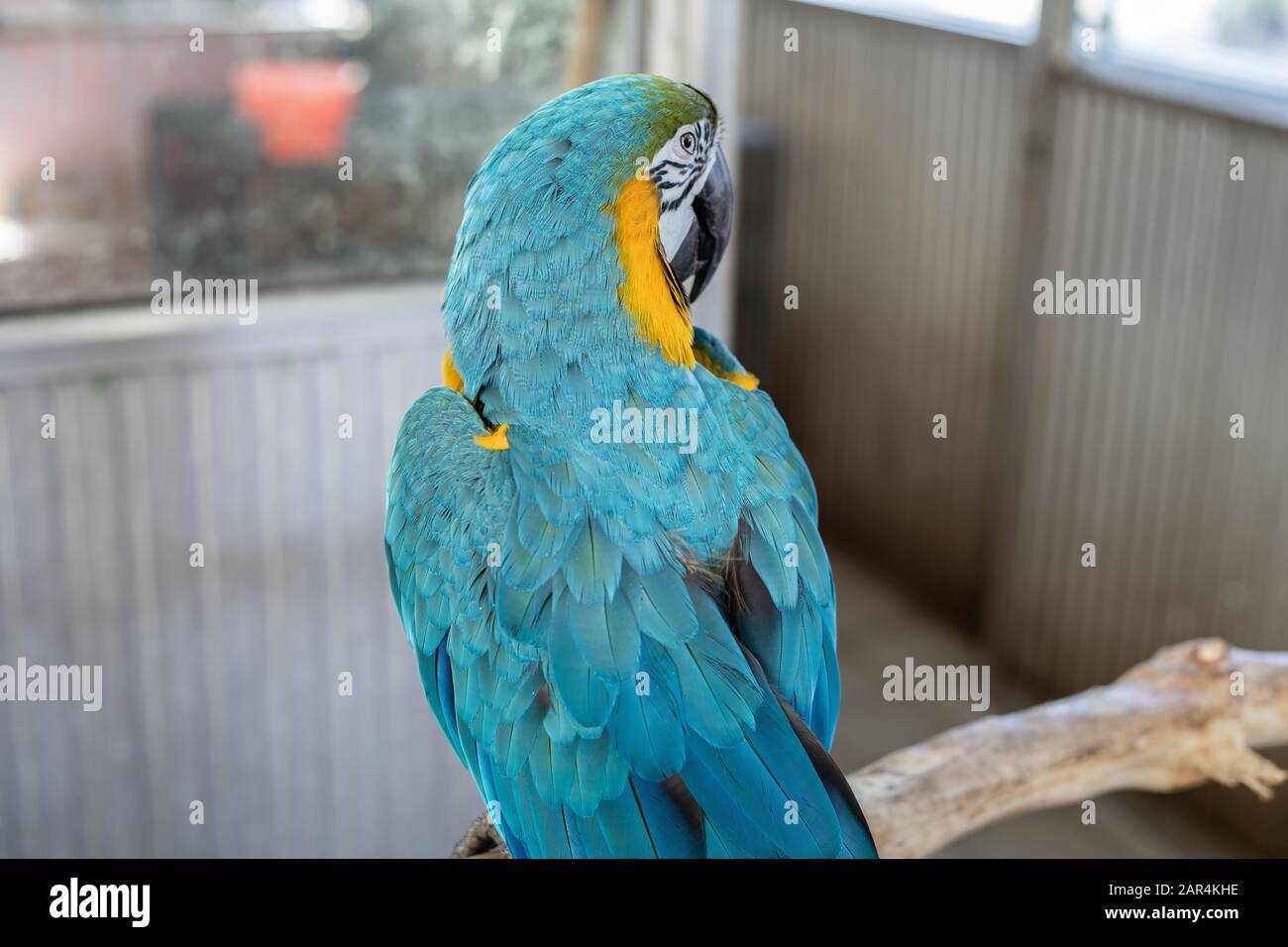 Beautiful macaw parrots that are staring. Colorful macaw parrots of ...